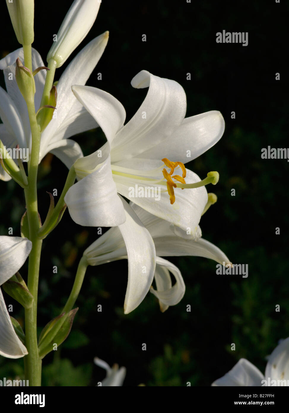 Madonna lily (Lilium candidum Stock Photo - Alamy