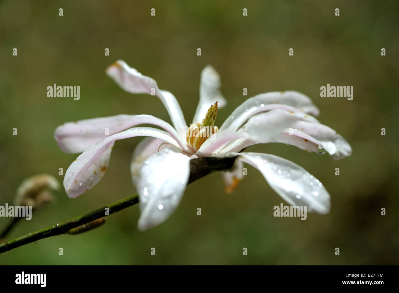 Magnolia loebneri Leonard Messel Stock Photo - Alamy