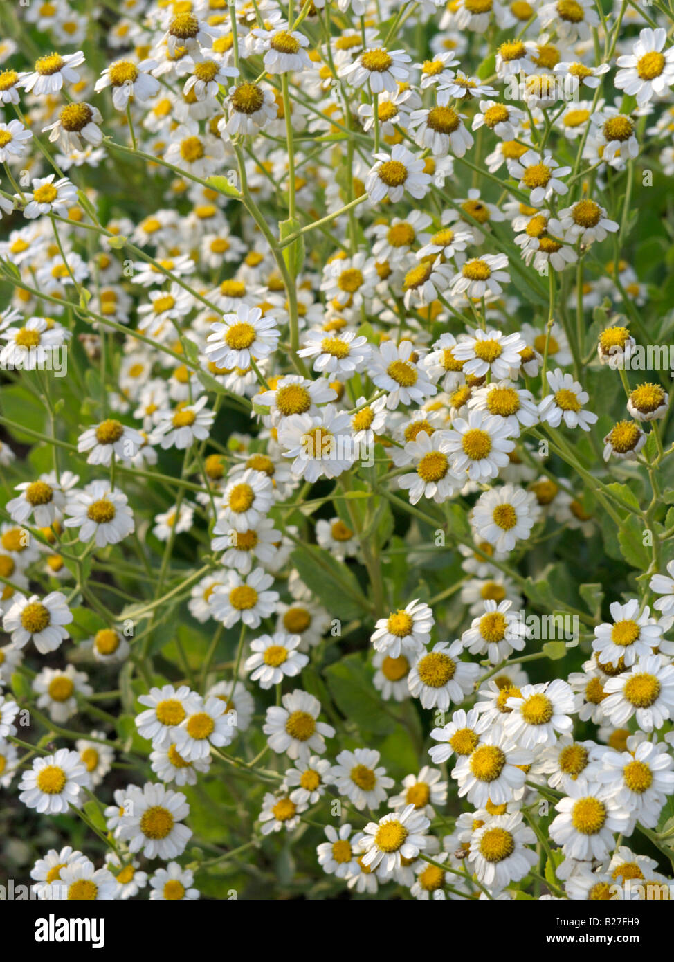 Plant species tanacetum balsamita hi-res stock photography and images ...