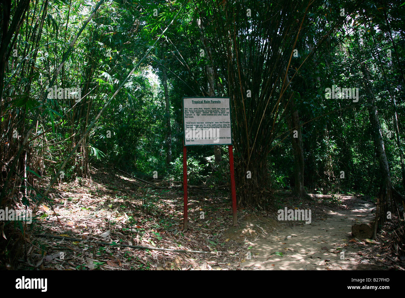 Tropical forest in Andaman,India Stock Photo - Alamy