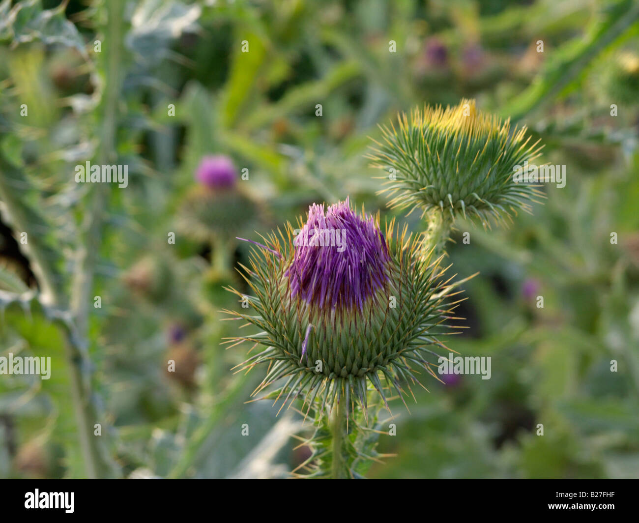 Giant thistle (Onopordum acanthium Stock Photo - Alamy