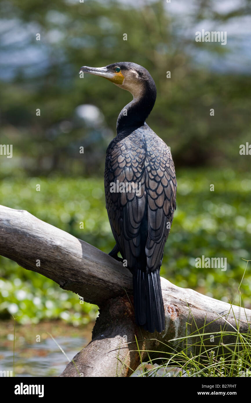 White Breasted Cormorant Phalacrocorax carbo lucidus Lake Naivasha ...