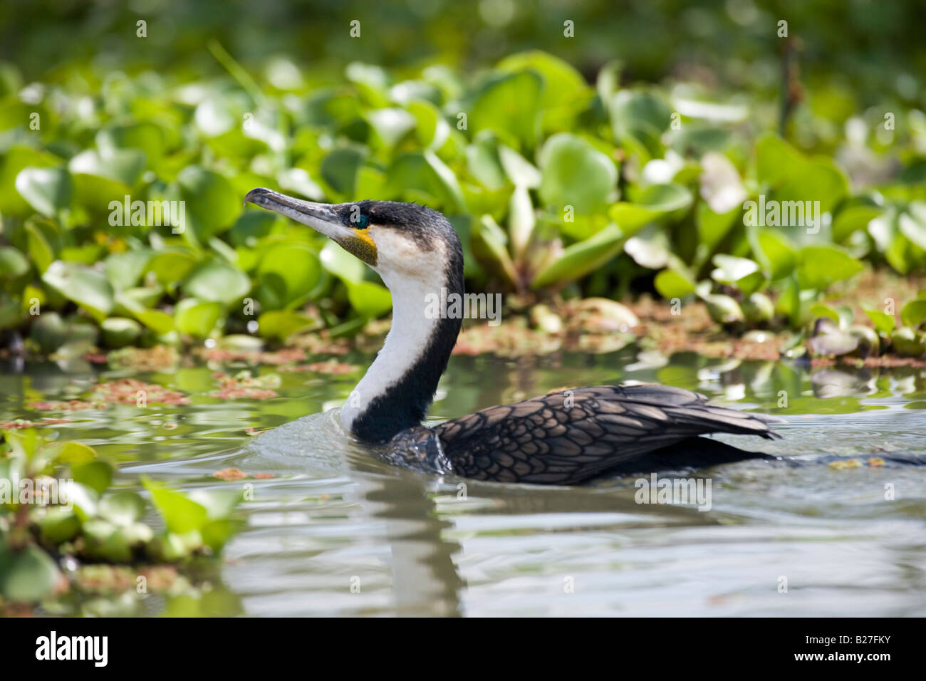 White Breasted Cormorant Phalacrocorax carbo lucidus Lake Naivasha ...