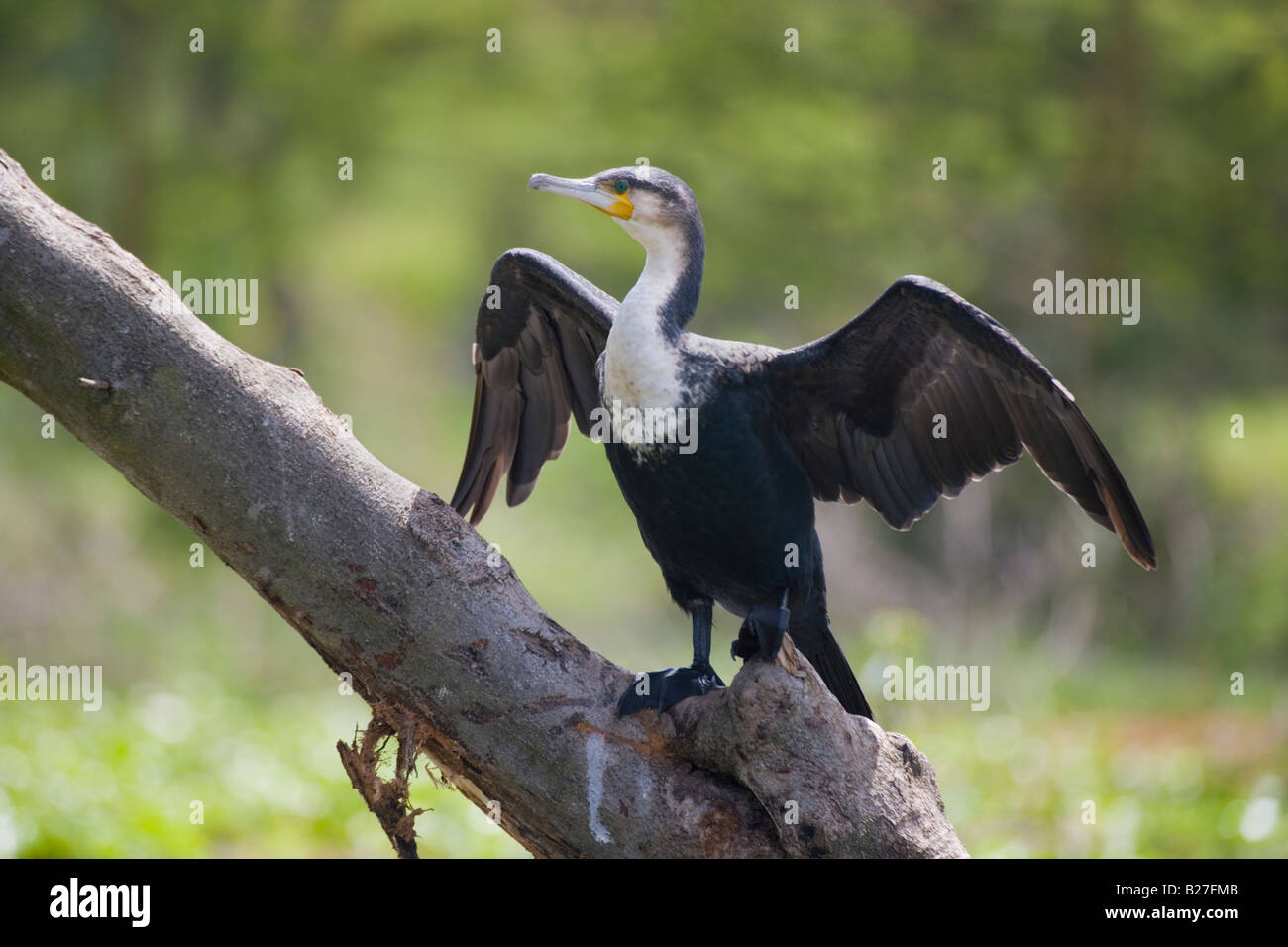 White Breasted Cormorant Phalacrocorax carbo lucidus Lake Naivasha ...