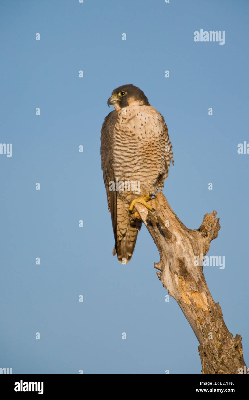 Peregrine falcon hi-res stock photography and images - Alamy