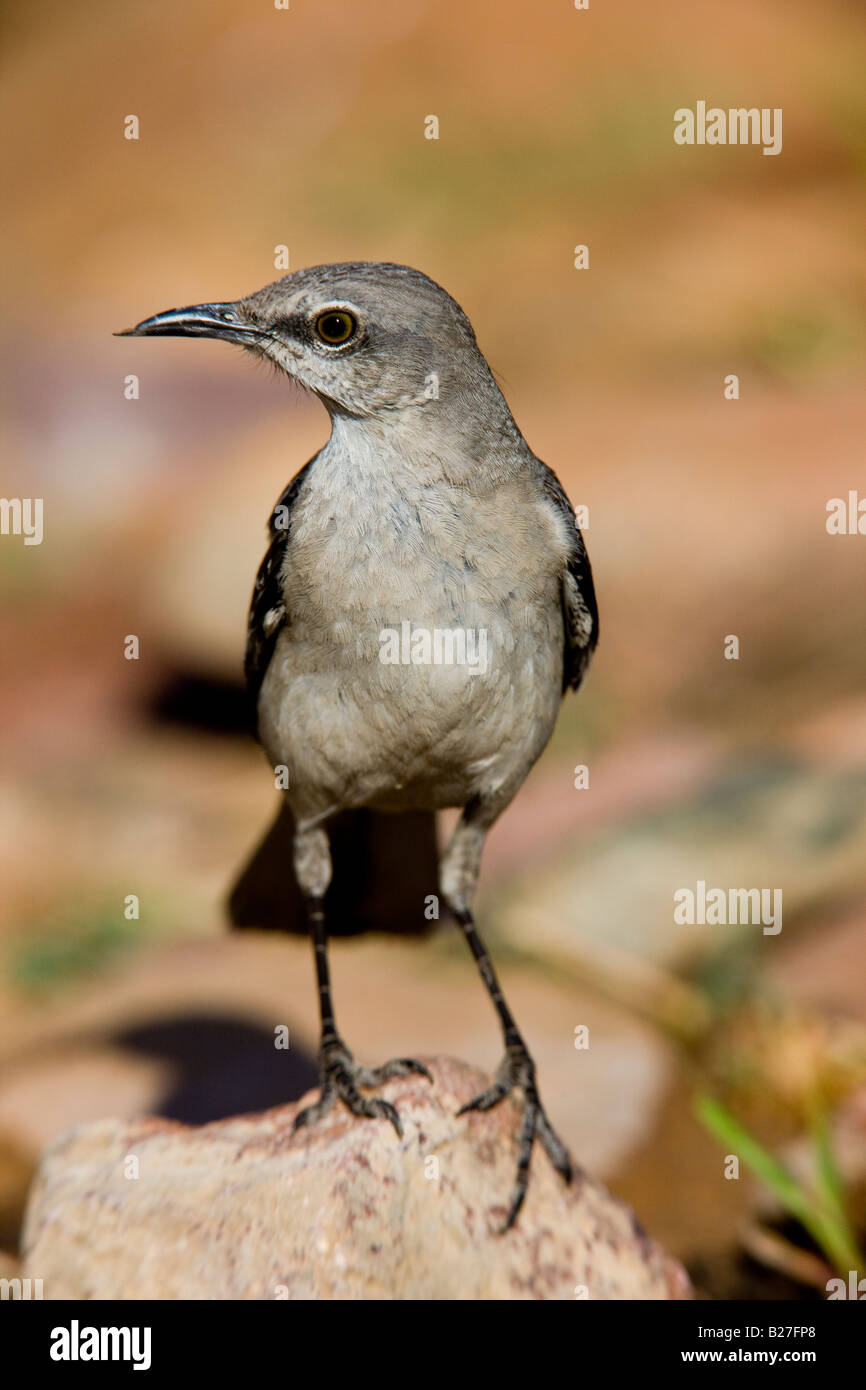 Mockingbird hi-res stock photography and images - Alamy