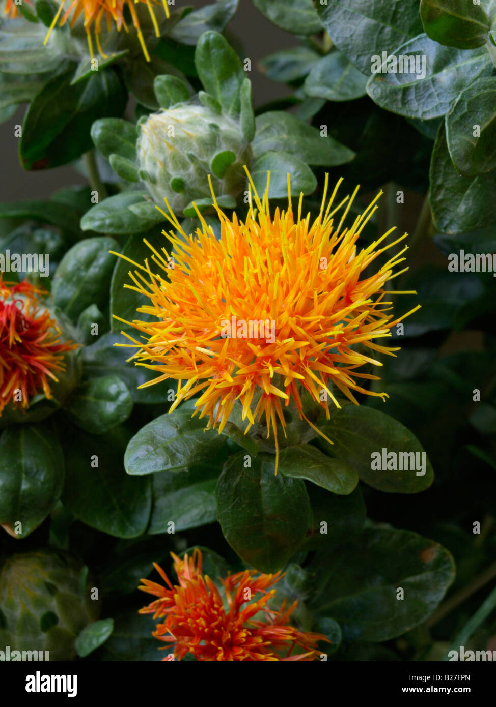 Safflower plants hi-res stock photography and images - Alamy