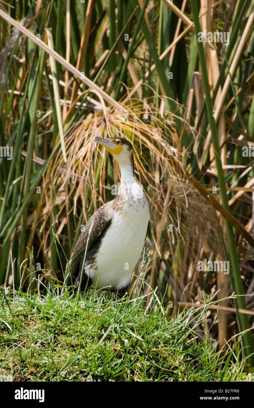 White Breasted Cormorant Phalacrocorax carbo lucidus Lake Naivasha ...