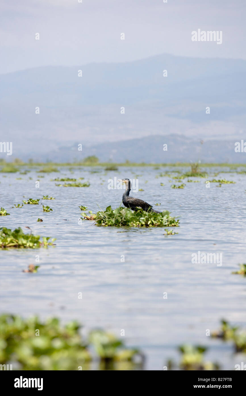 White Breasted Cormorant Phalacrocorax carbo lucidus Lake Naivasha ...