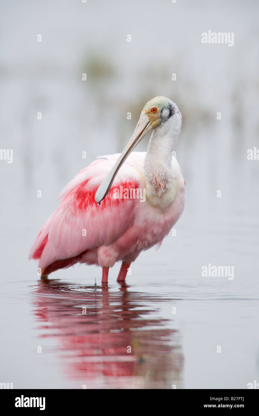 Roseate spoonbill hi-res stock photography and images - Alamy