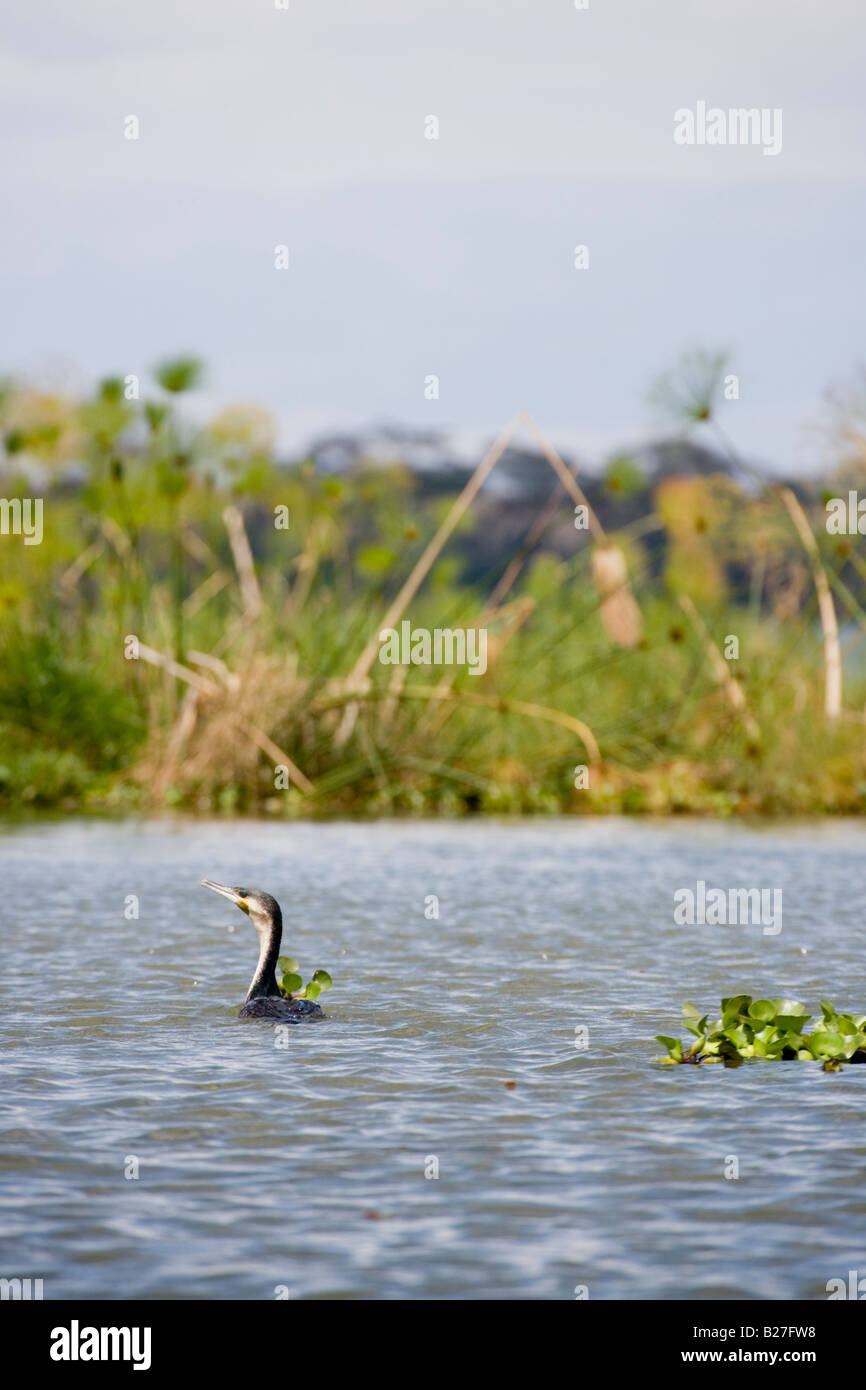 White Breasted Cormorant Phalacrocorax carbo lucidus Lake Naivasha ...