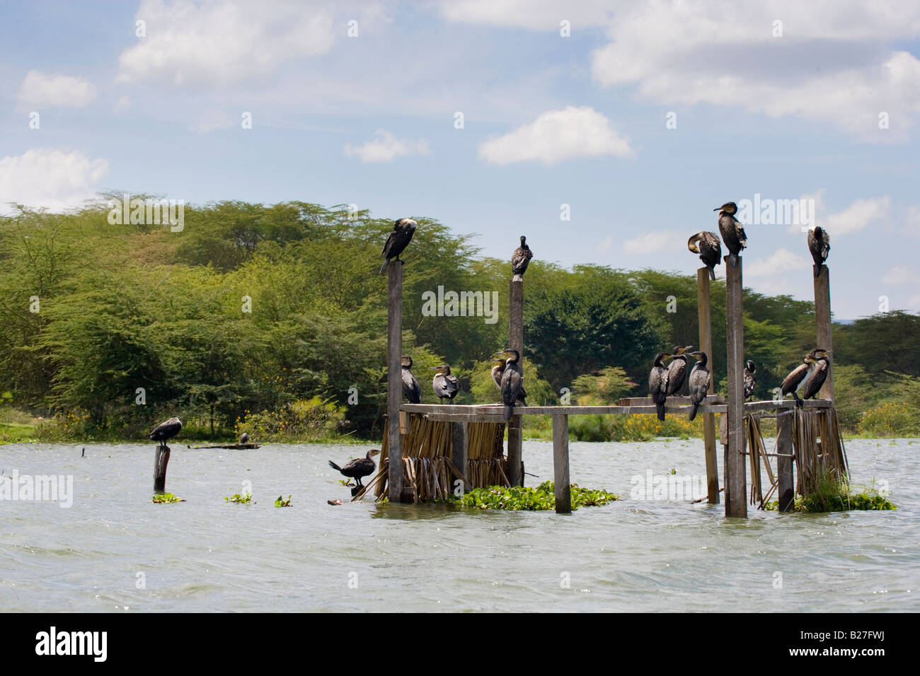 White Breasted Cormorants Phalacrocorax carbo lucidus Lake Naivasha ...