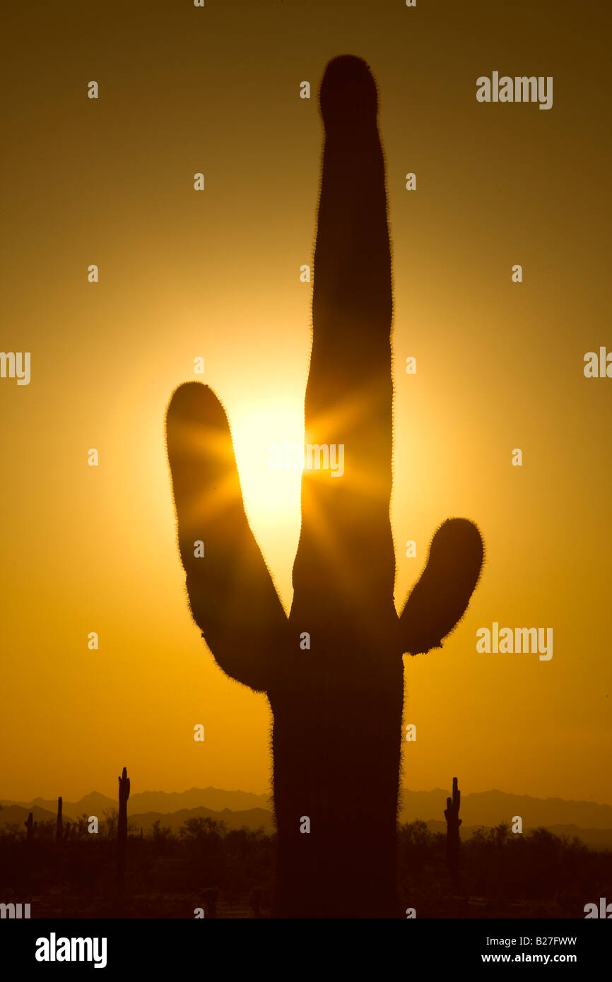 Cactus sunset hi-res stock photography and images - Alamy