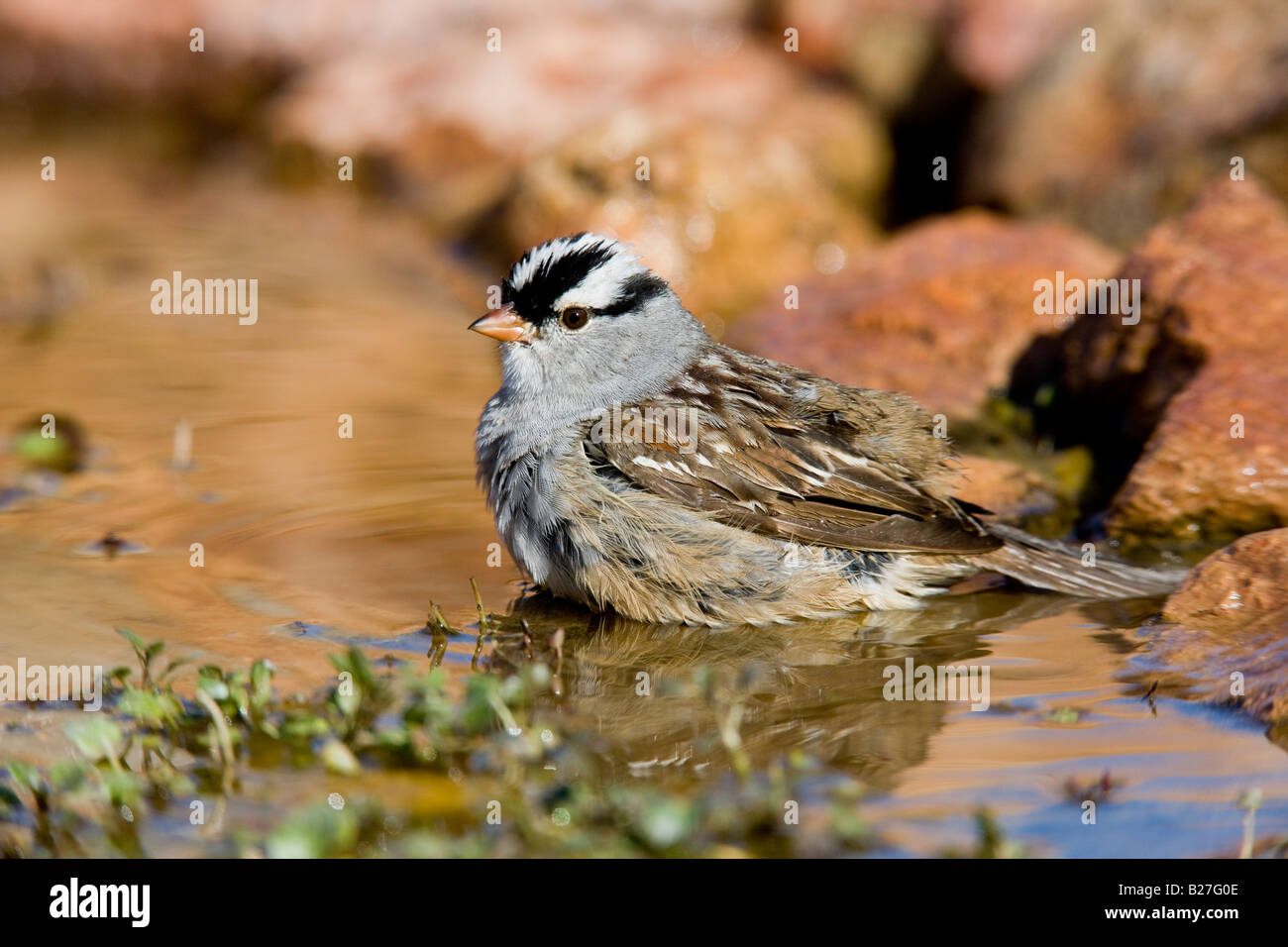 Crowned sparrow hi-res stock photography and images - Alamy