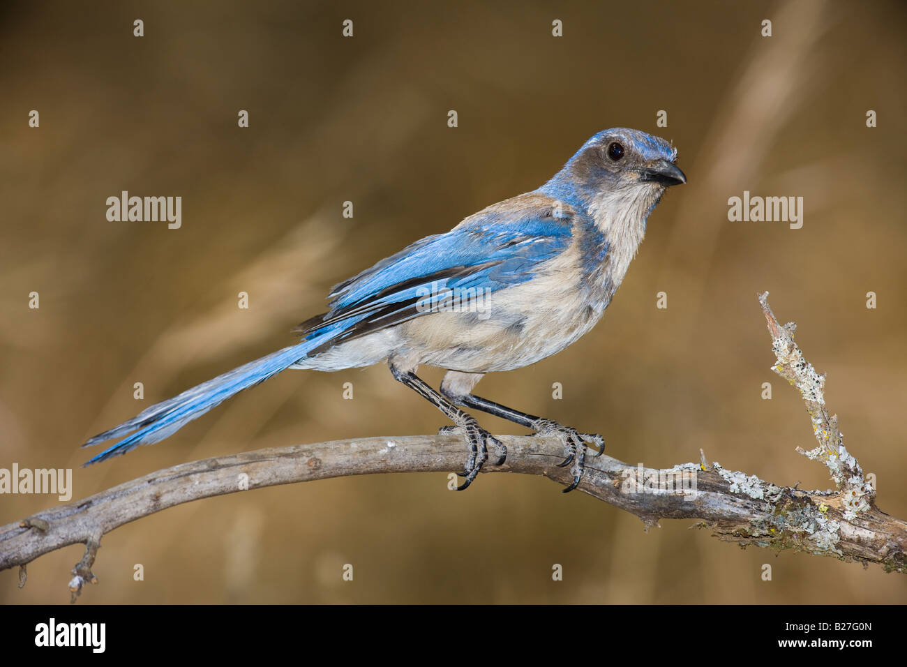 Western Scrub Jay Stock Photo - Alamy