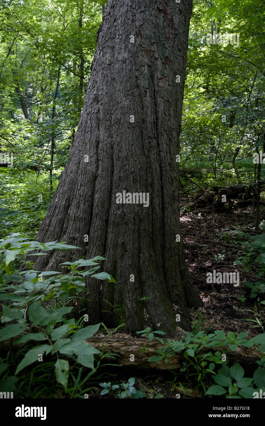 A large tree in a forest Stock Photo - Alamy