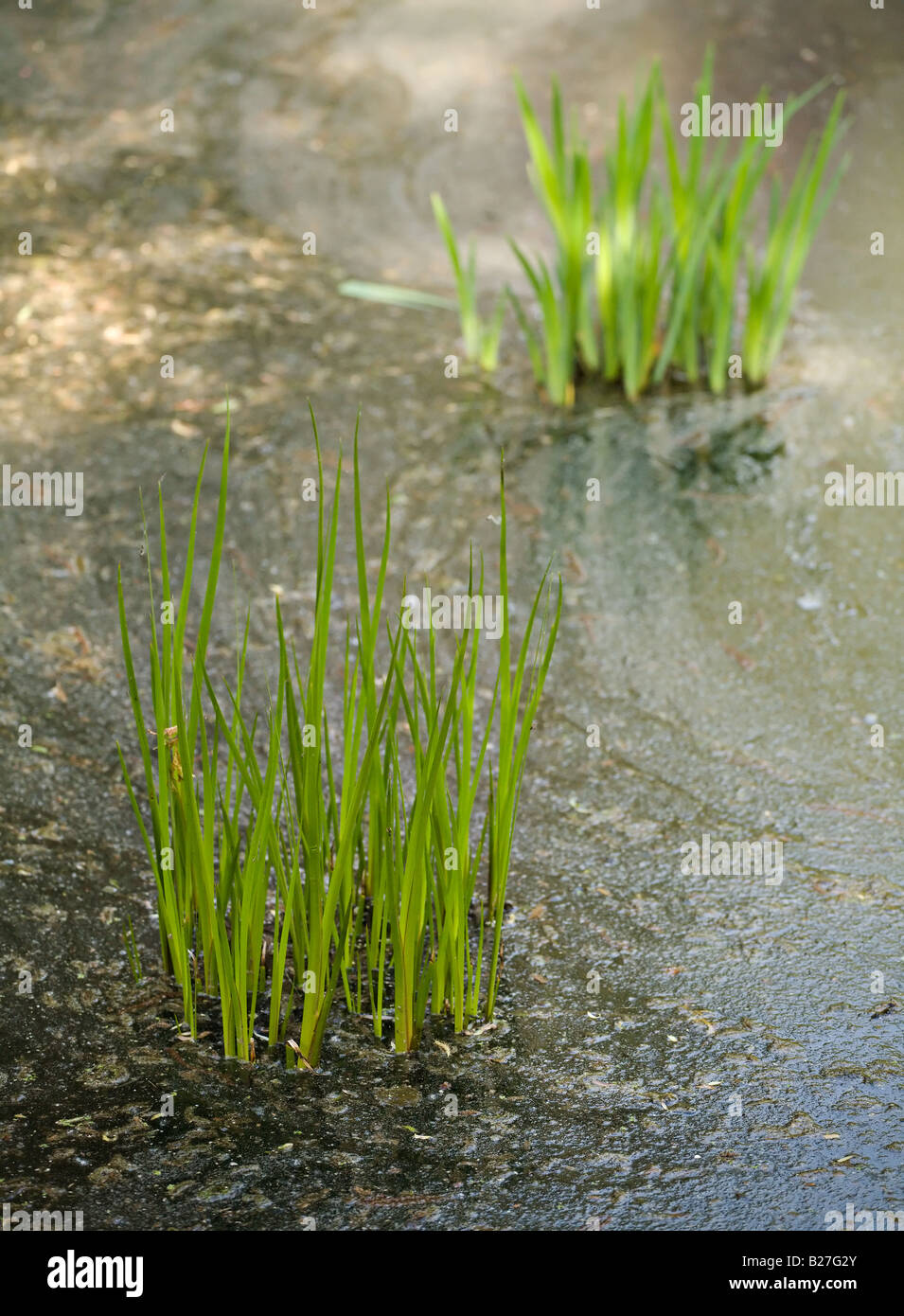 Grass at Royal Botanical Gardens, Hamilton, Ontario, Canada Stock Photo ...
