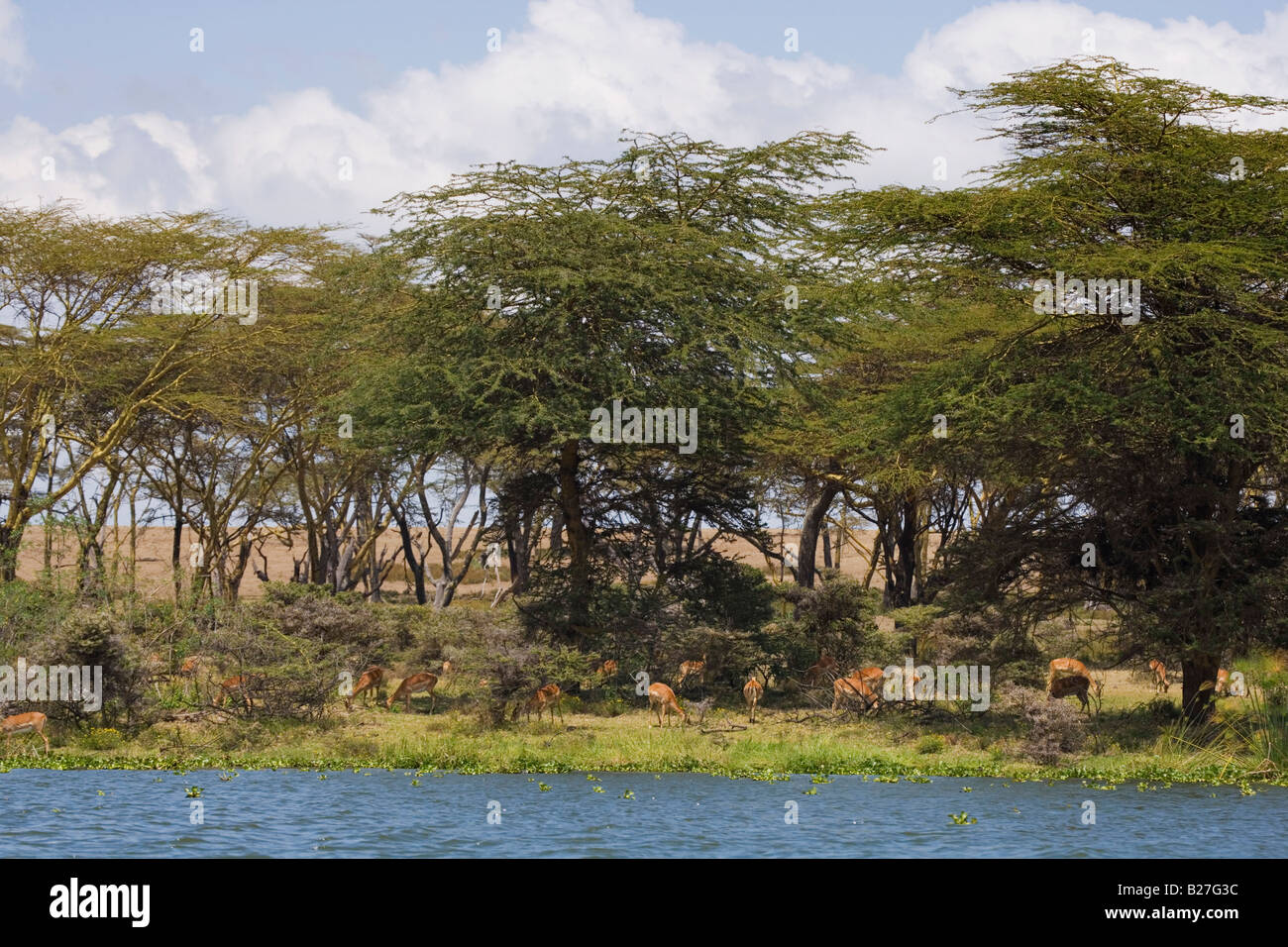 Lake Naivasha Great Rift Valley Kenya Africa Stock Photo - Alamy