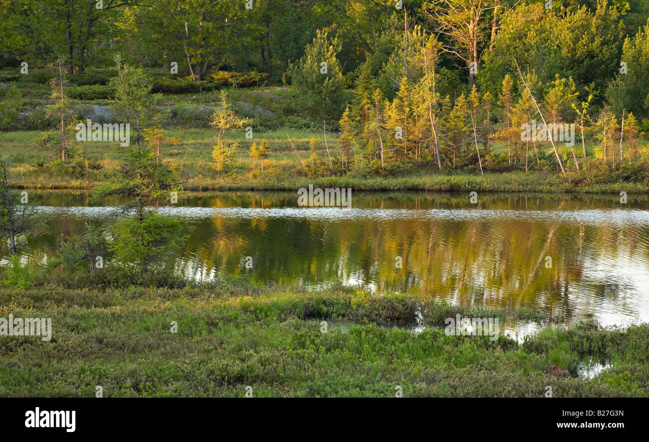 Bog in Muskoka, Ontario, Canada Stock Photo - Alamy