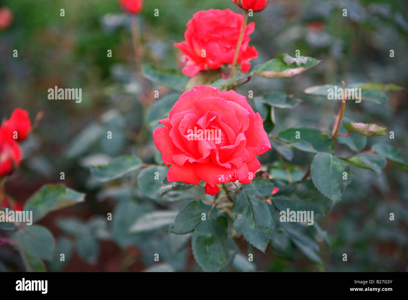 India rose flowers hi-res stock photography and images - Alamy