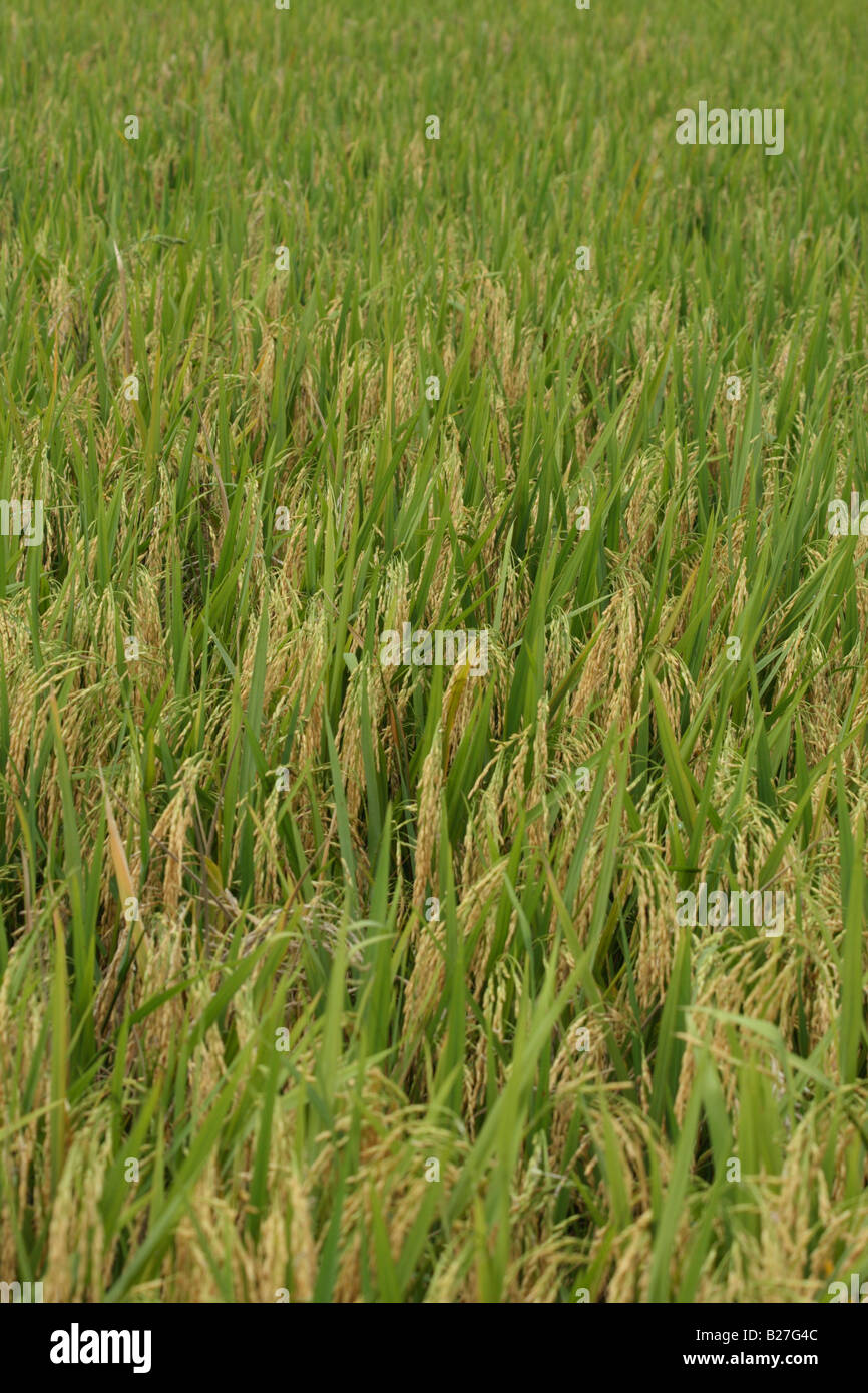 closeup of ripening rice paddy field in Malaysia Stock Photo - Alamy