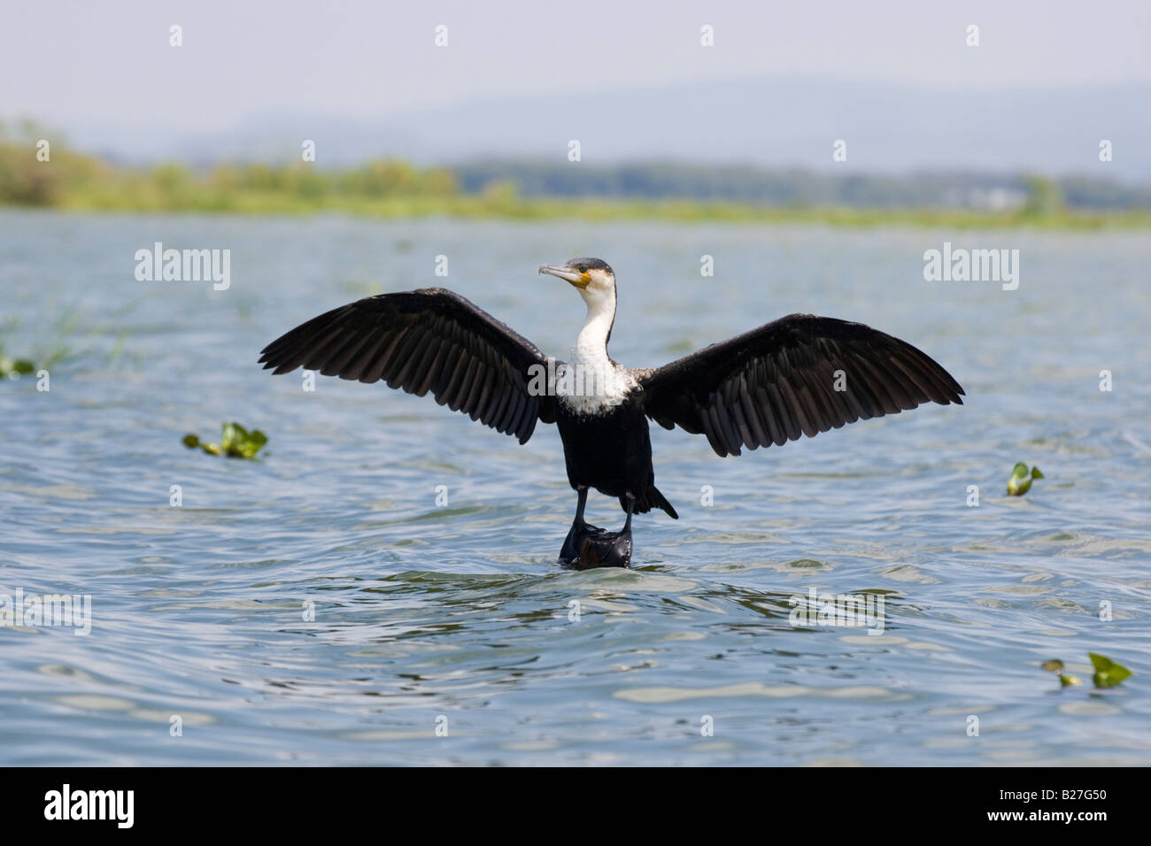 White Breasted Cormorant Phalacrocorax carbo lucidus Lake Naivasha ...