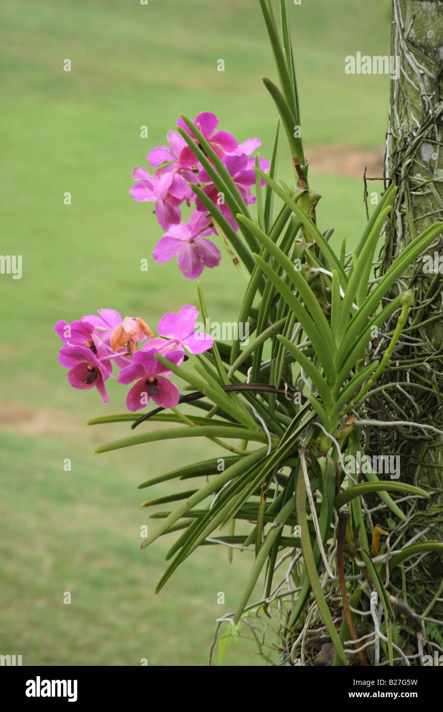 epiphyte orchid growing on tree trunk Stock Photo - Alamy