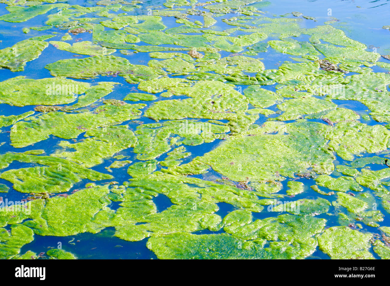 Slime algae hi-res stock photography and images - Alamy