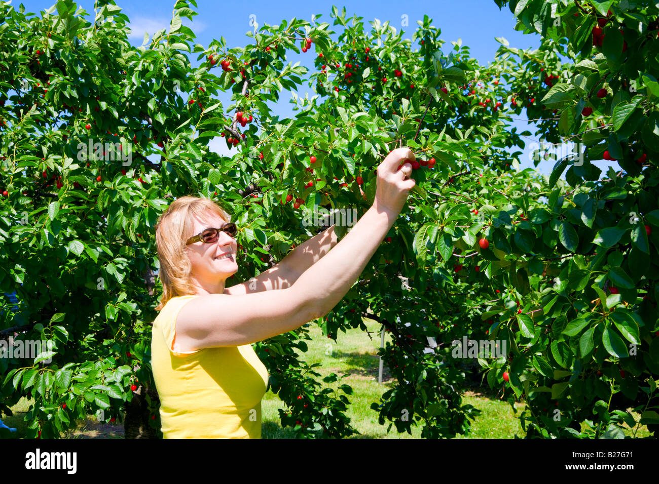 Cherries trees hi-res stock photography and images - Alamy