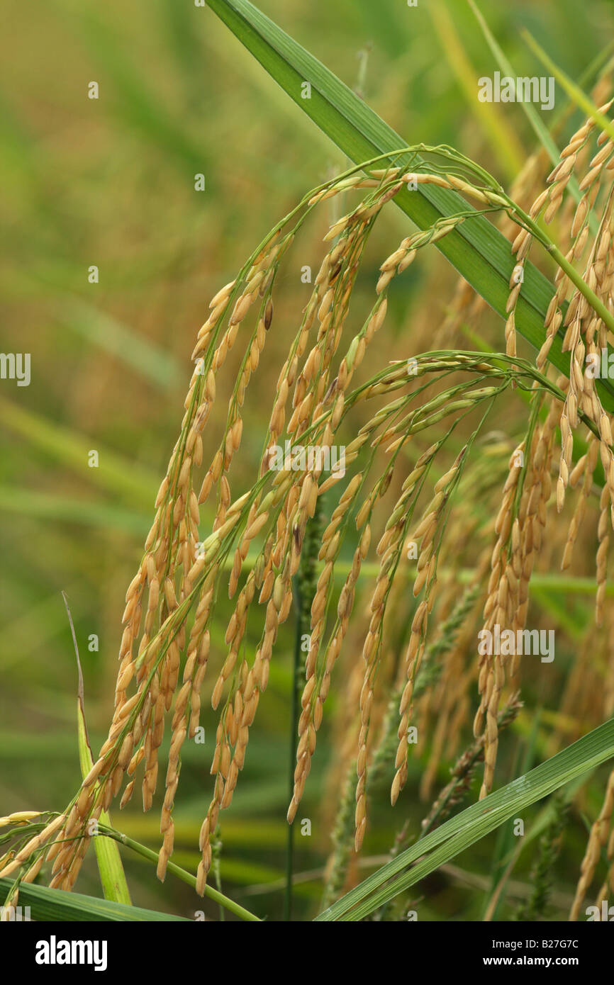 rice Oryza sativa Stock Photo - Alamy