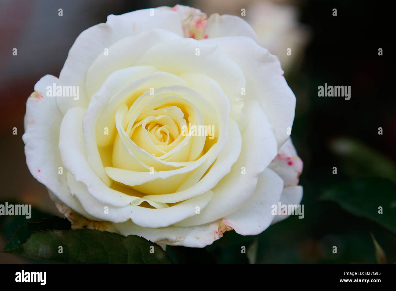 Rosa rosoideae rosales magnoliophyta vitamin c florists garden ...