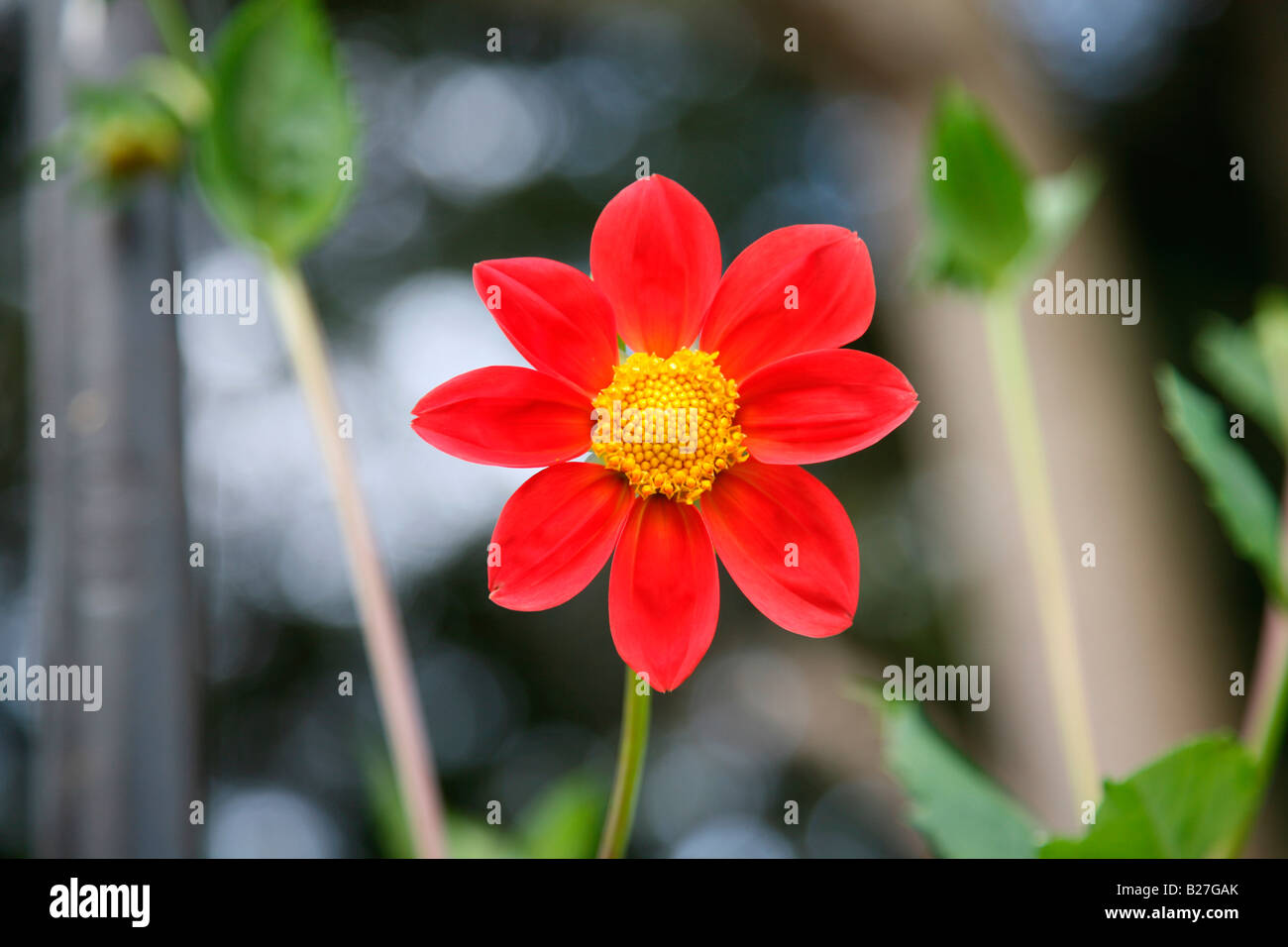 Asteraceae dalia hi-res stock photography and images - Alamy