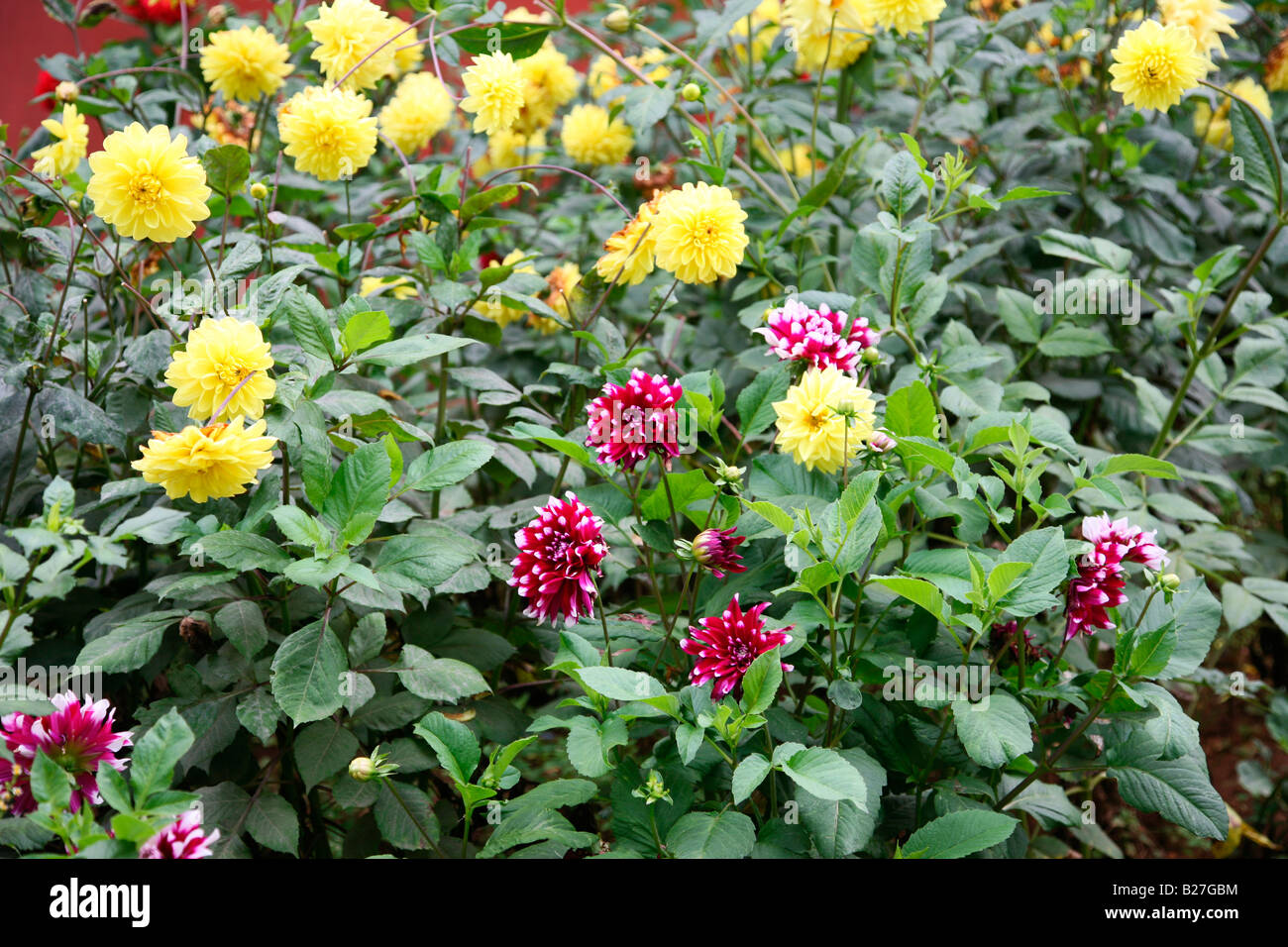 Anders Dahl High Resolution Stock Photography and Images - Alamy