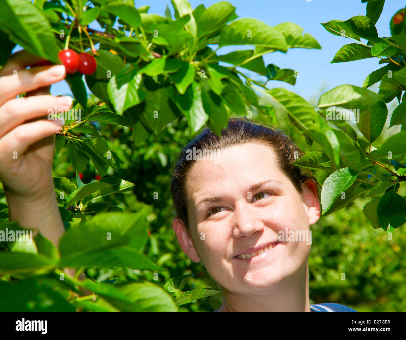 Cherries trees hi-res stock photography and images - Alamy