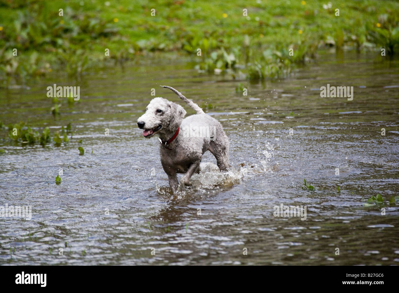 Bedlington terrier dog splashing about in a pool of water Stock Photo ...