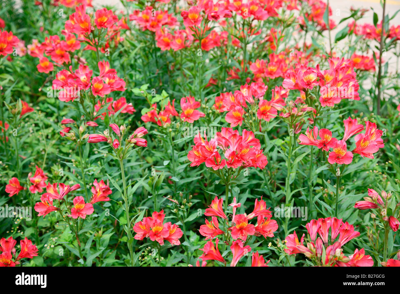 Astermaria flowers hi-res stock photography and images - Alamy