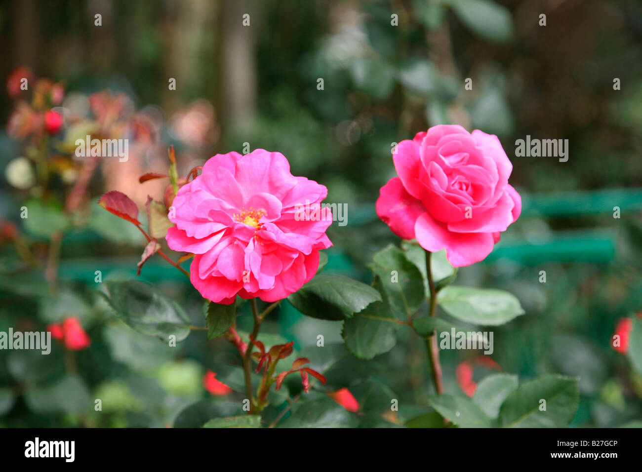 Humility rose flower hi-res stock photography and images - Alamy