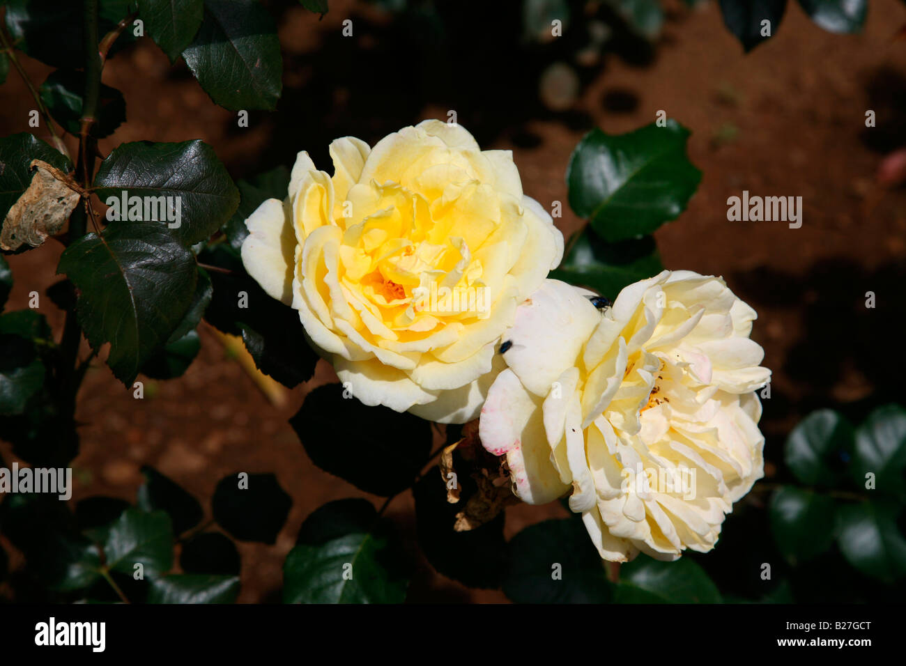 Humility rose flower hi-res stock photography and images - Alamy