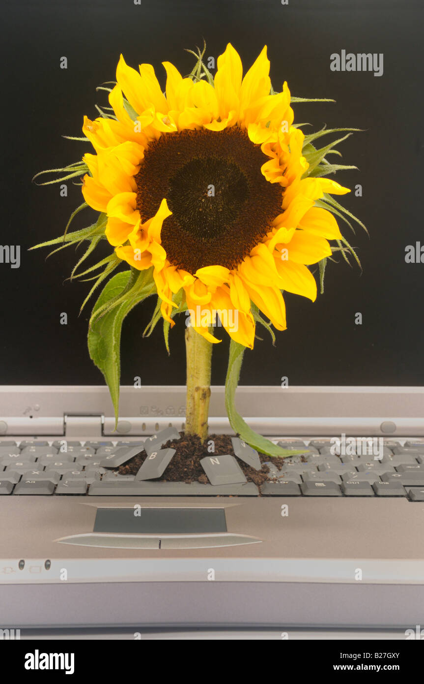 A laptop computer with a sunflower growing through the keyboard Stock ...