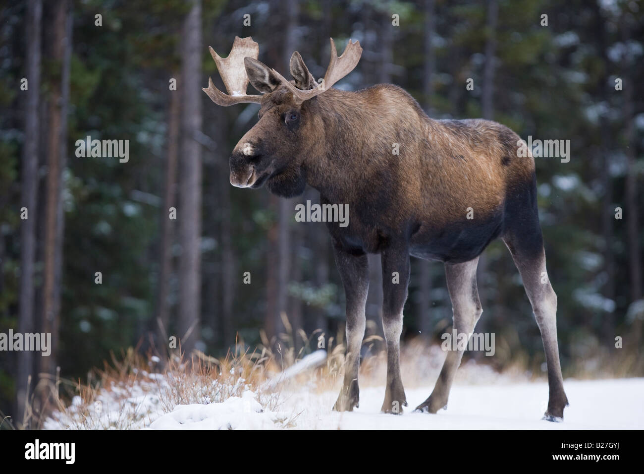 Bull moose hi-res stock photography and images - Alamy