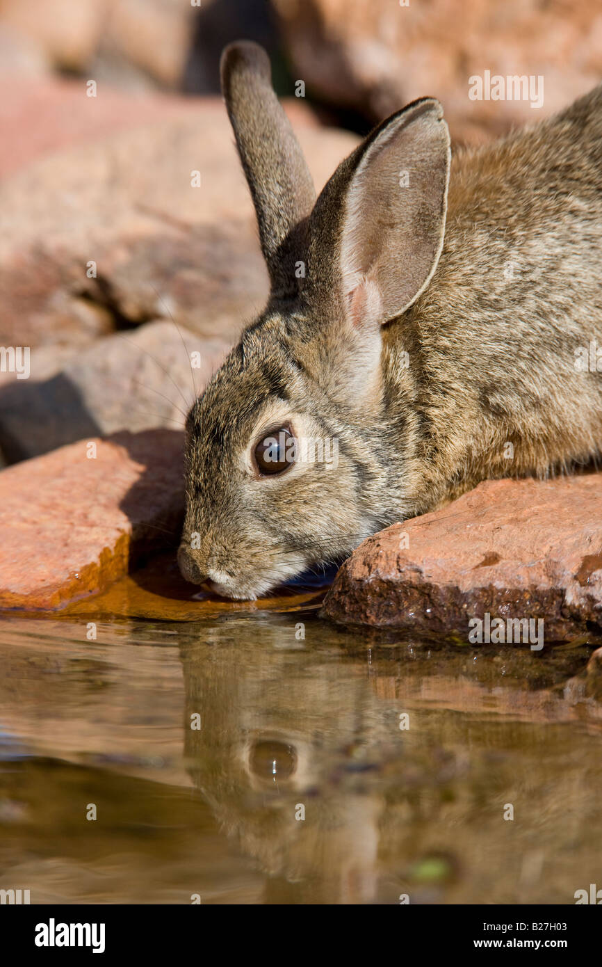 Cottontail rabbit arizona hi-res stock photography and images - Alamy