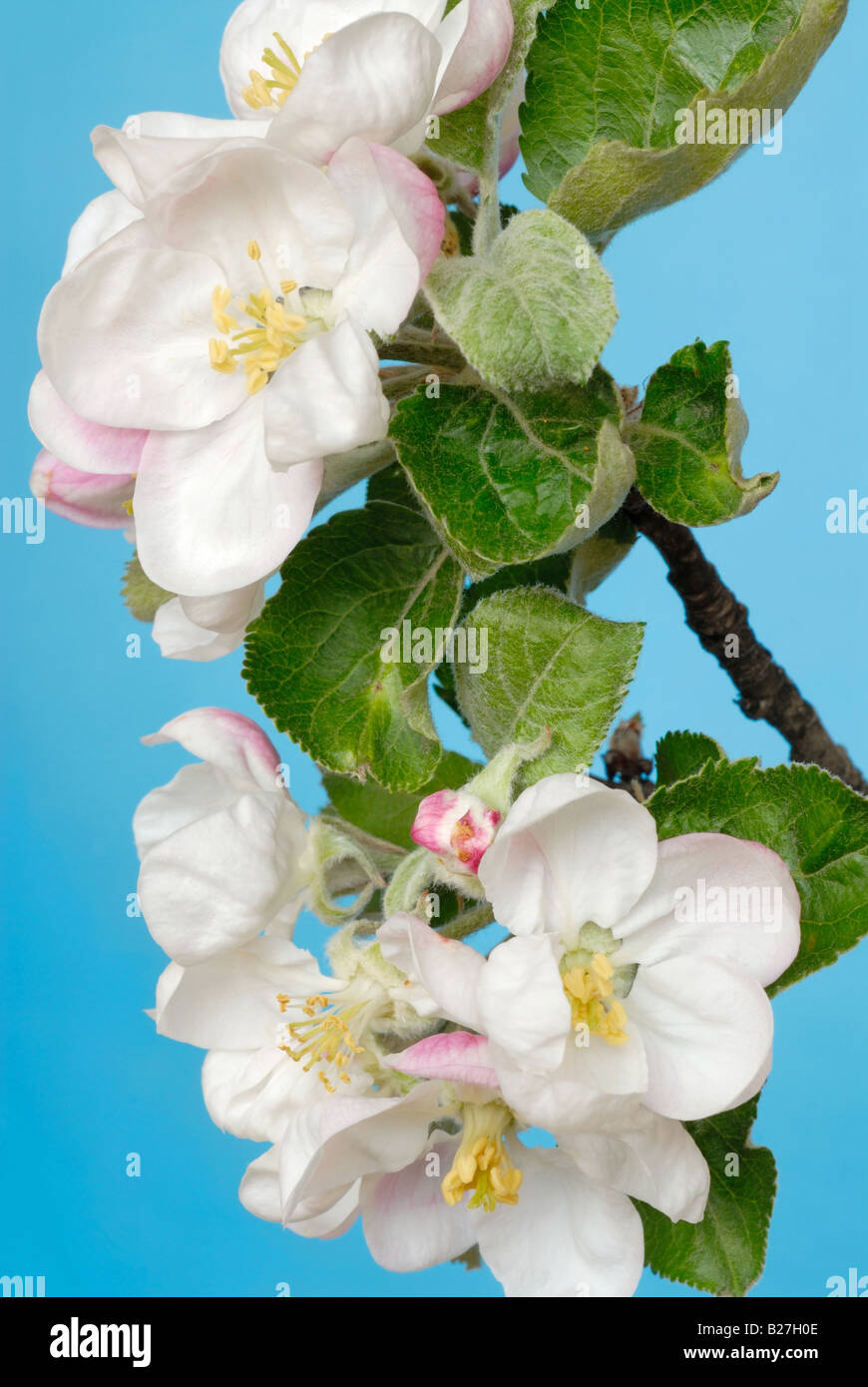 Apple Tree Flowers Stock Photo - Alamy