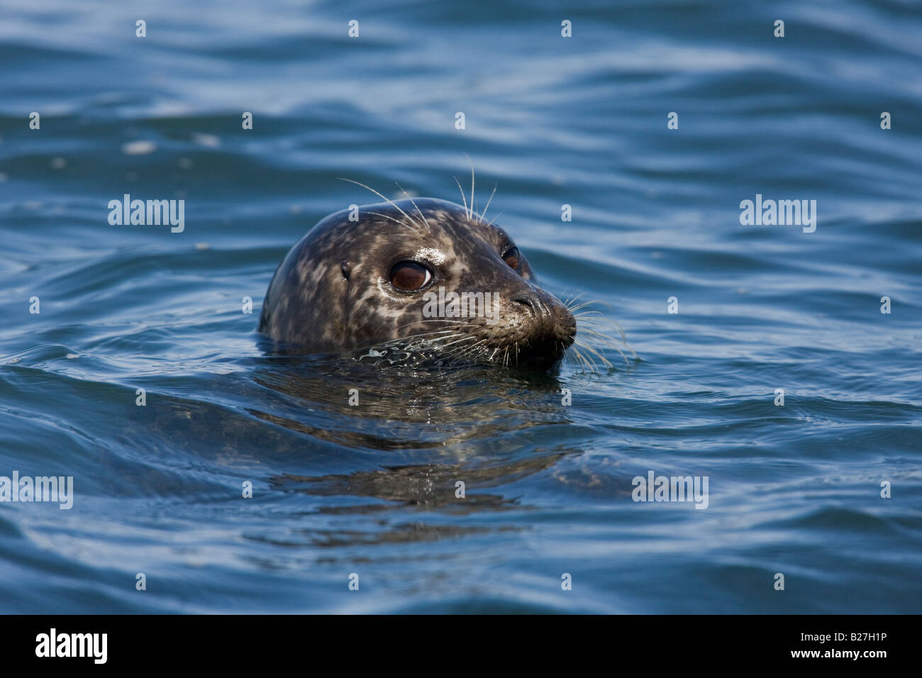 Harbor seal hi-res stock photography and images - Alamy