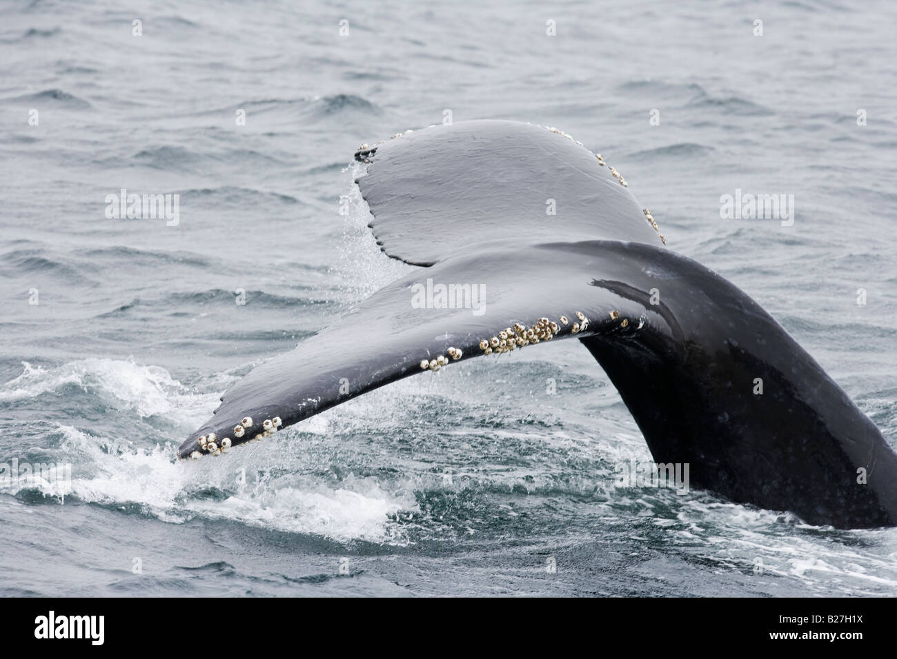 Humpback whale Fluke Stock Photo - Alamy