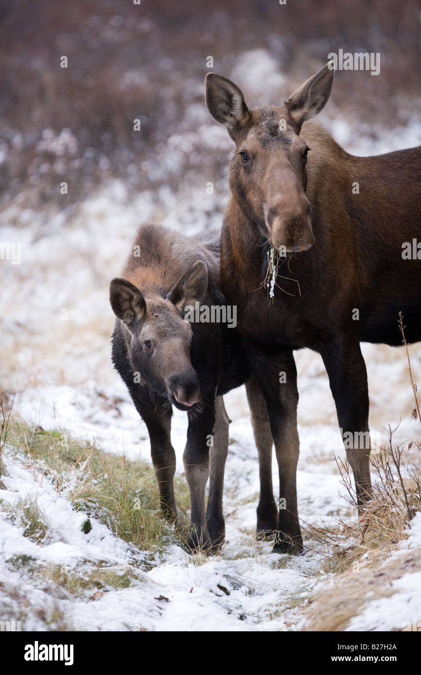 Hoof and moose hi-res stock photography and images - Alamy