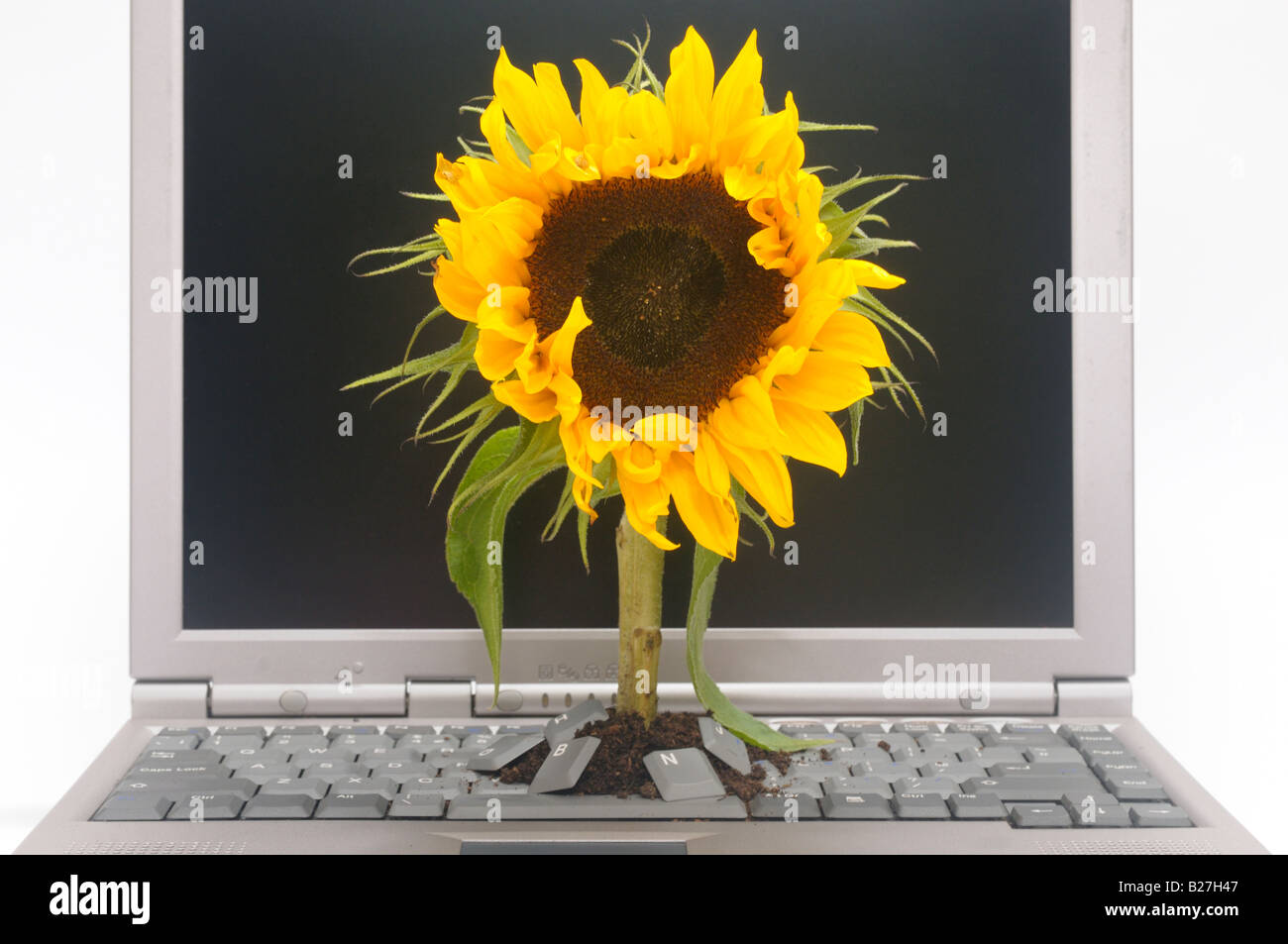 A laptop computer with a sunflower growing through the keyboard Stock ...