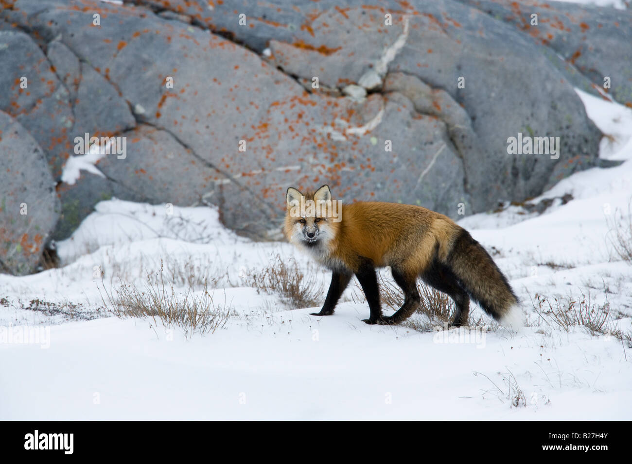 Red fox churchill hi-res stock photography and images - Alamy