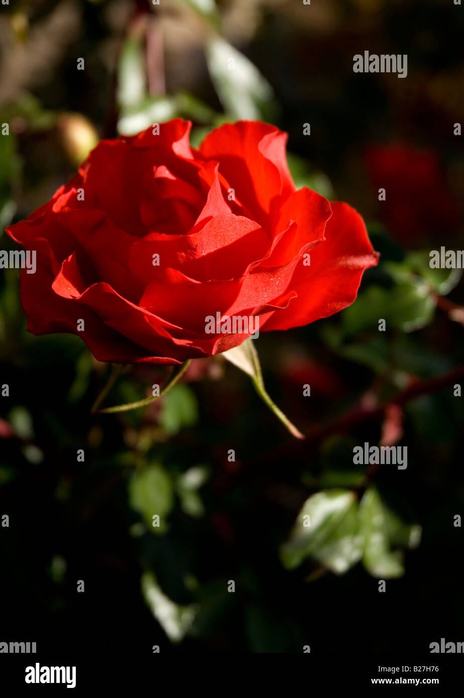 Red rose in sunlight hi-res stock photography and images - Alamy