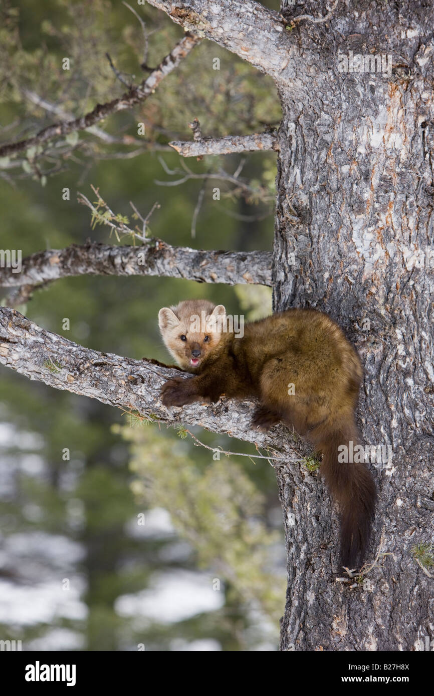 American pine marten hi-res stock photography and images - Alamy