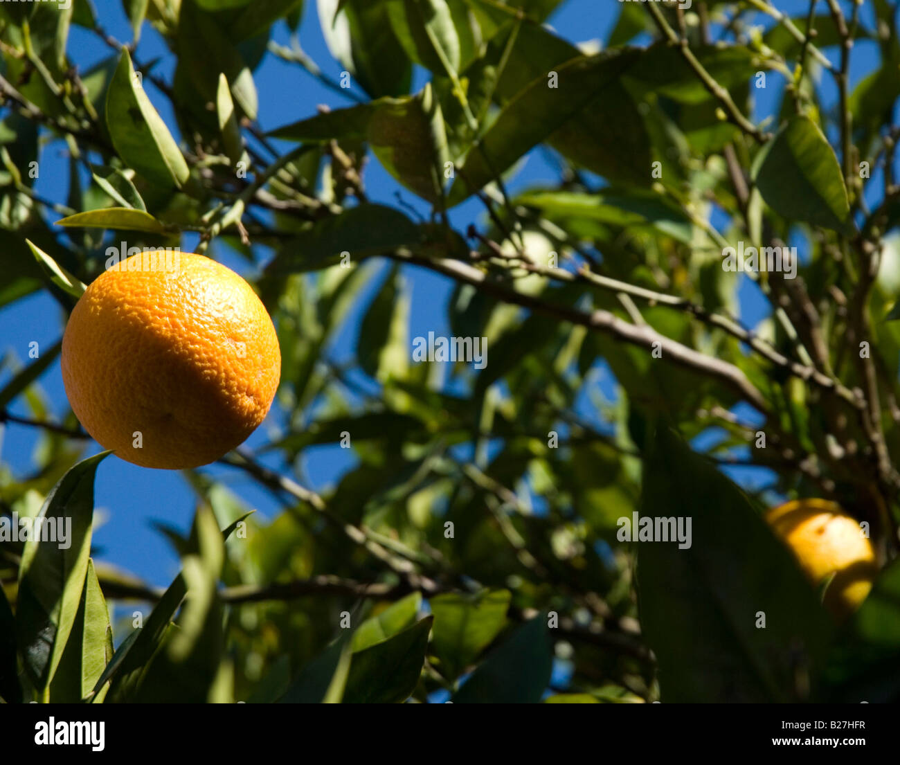 Orange in tree Stock Photo - Alamy